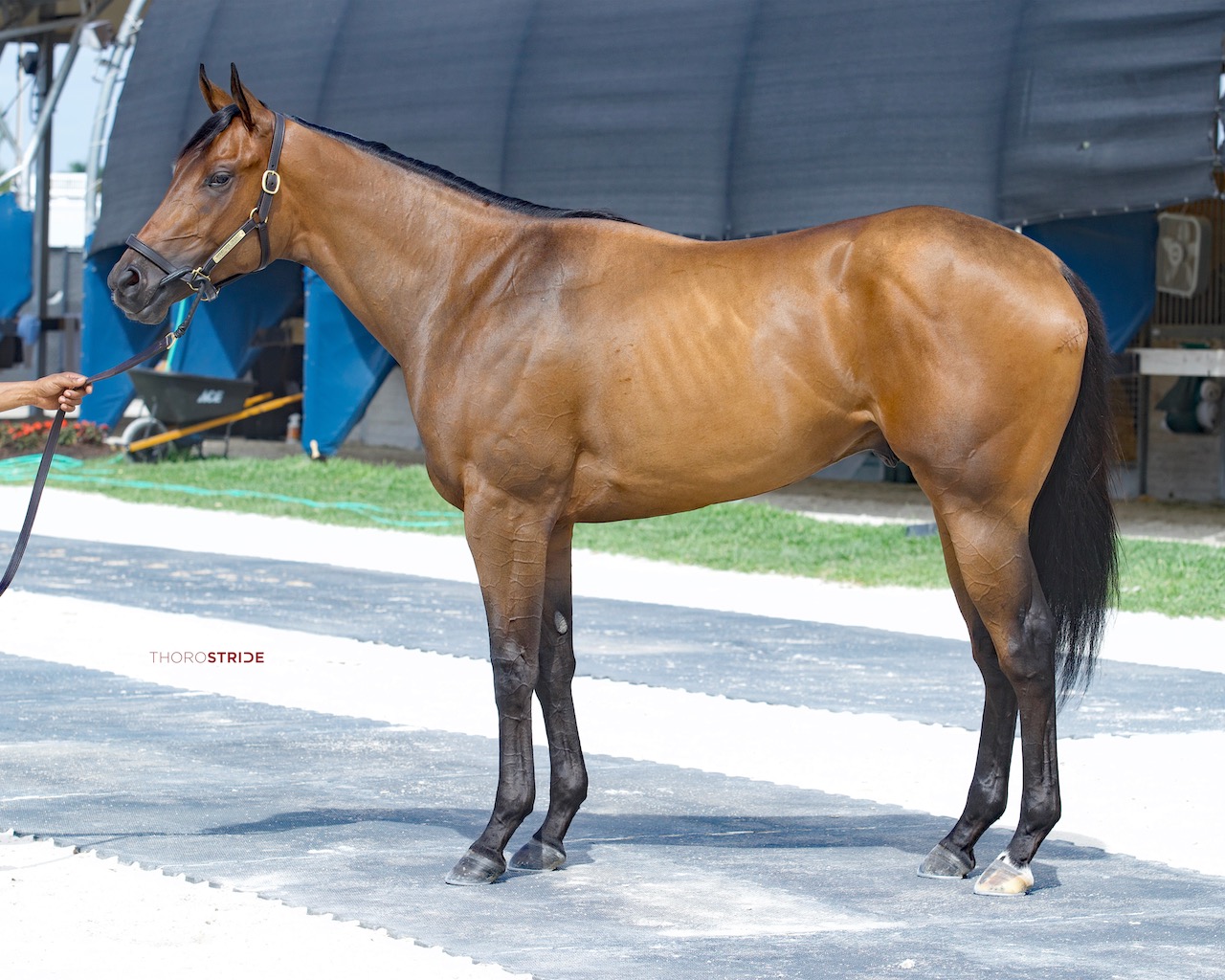 Roster – Zedan Racing